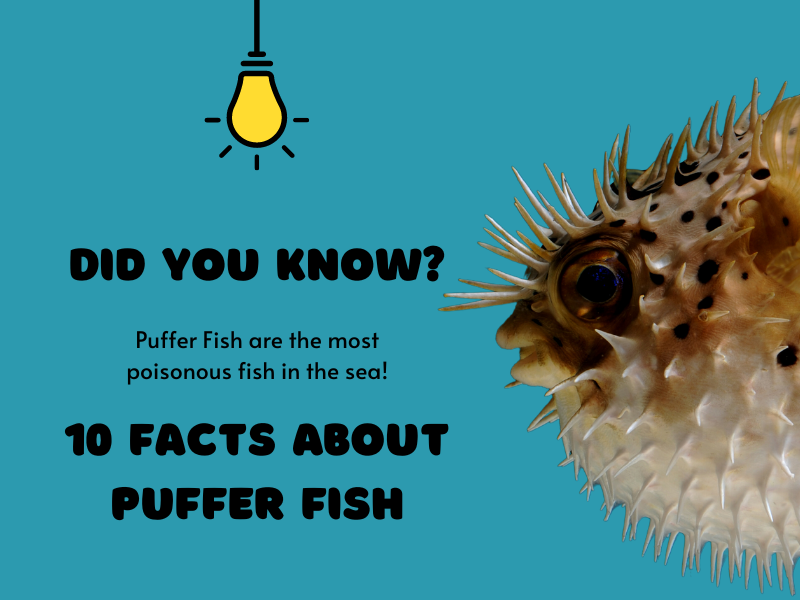 10 Facts about Puffer Fish